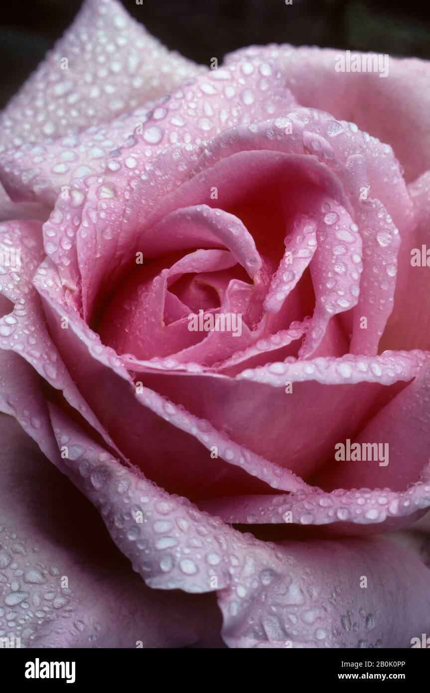 PINK ROSE WITH RAINDROPS Stock Photo - Alamy