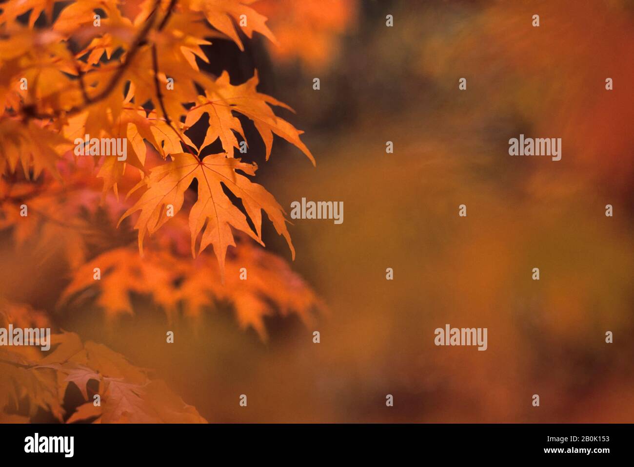 Colorful autumn tree in focus hi-res stock photography and images - Alamy