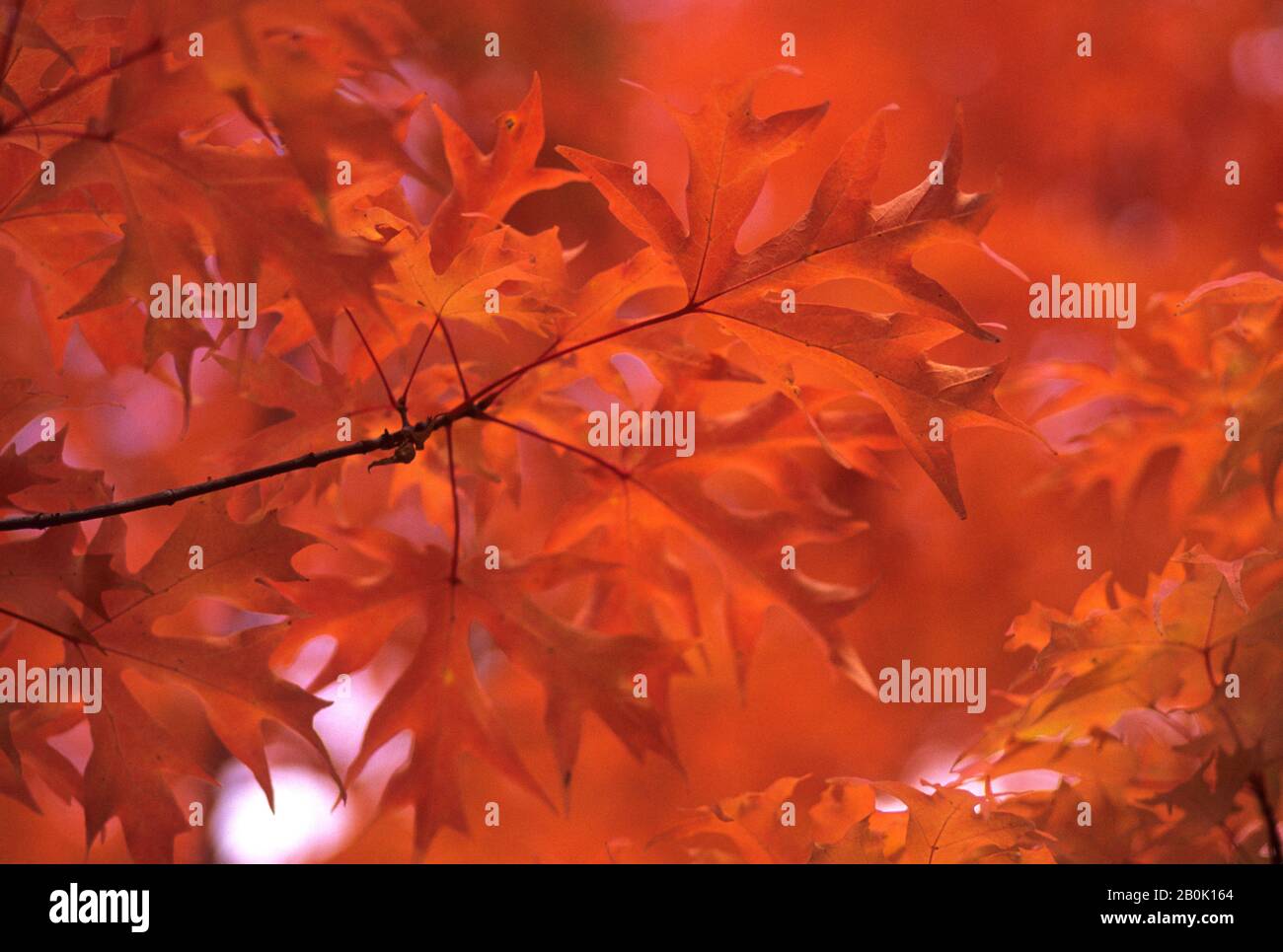 MAPLE IN FALL Stock Photo - Alamy