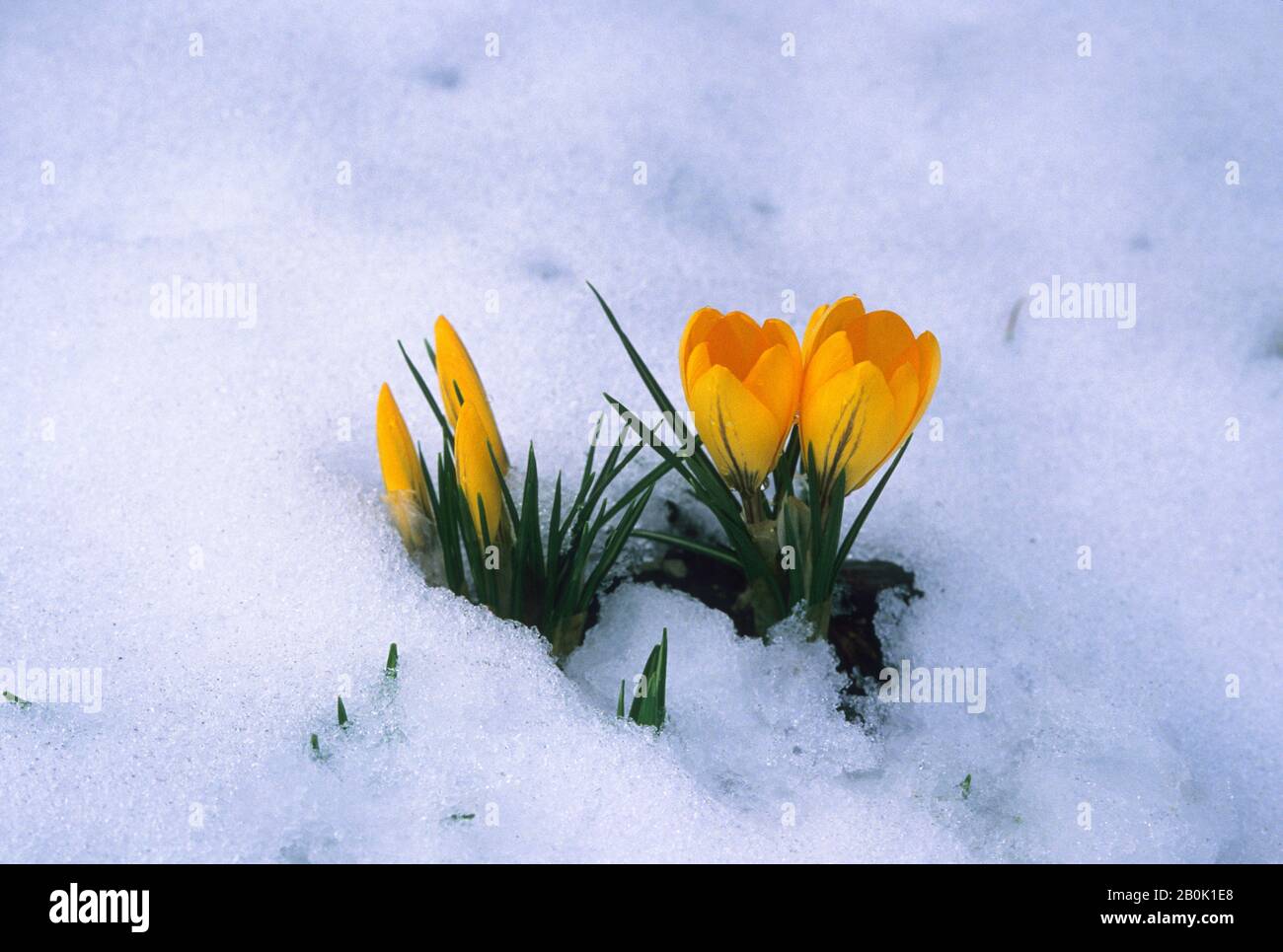 Crocus in snow hi-res stock photography and images - Alamy
