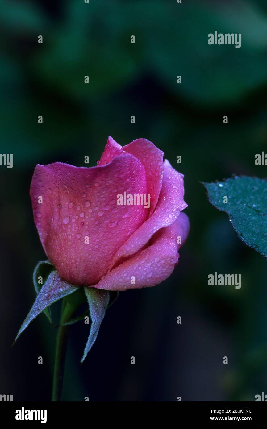 Rose with dew hi-res stock photography and images - Alamy