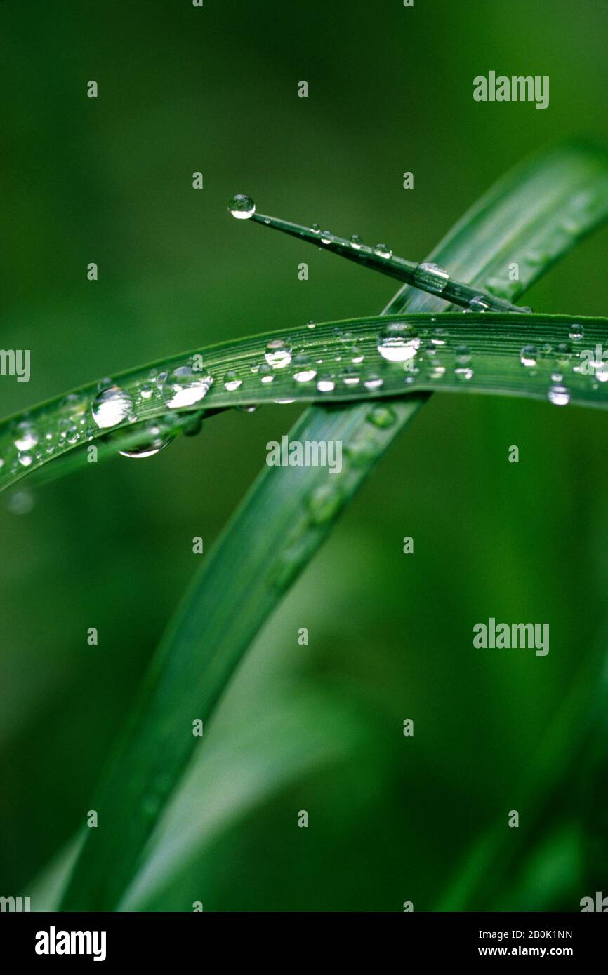 Spring drop hi-res stock photography and images - Alamy