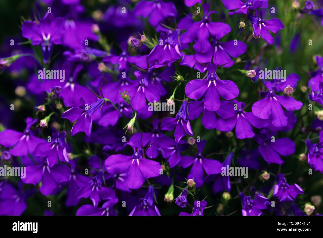 Lobelia garden plant hi-res stock photography and images - Alamy