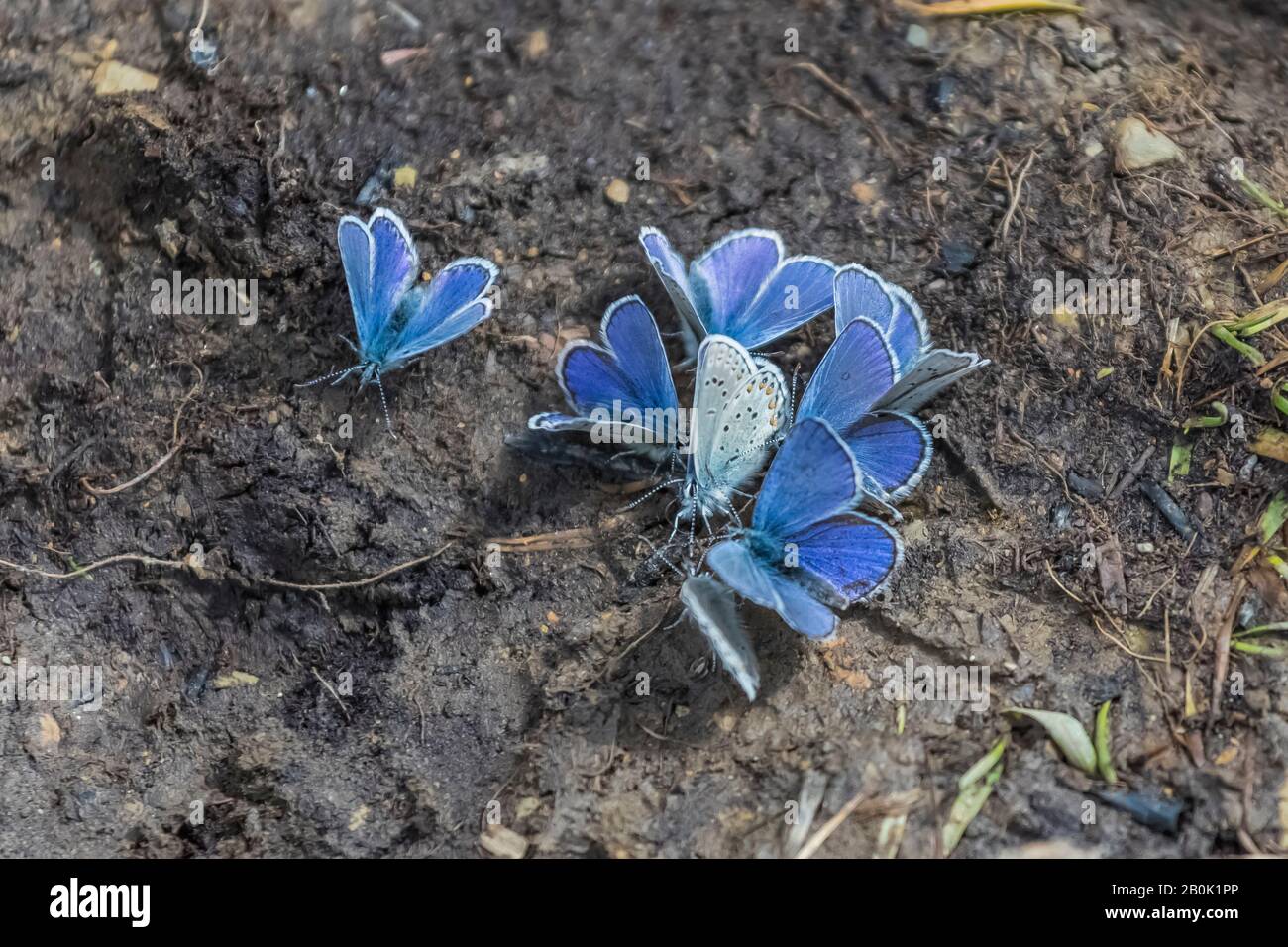 Cranberry Blue, Agriades optilete, butterflies mud-puddling for ...
