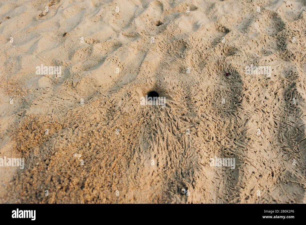Fluffy crabs hole on white sand beach, Crabs holes on beach sand, Home ...