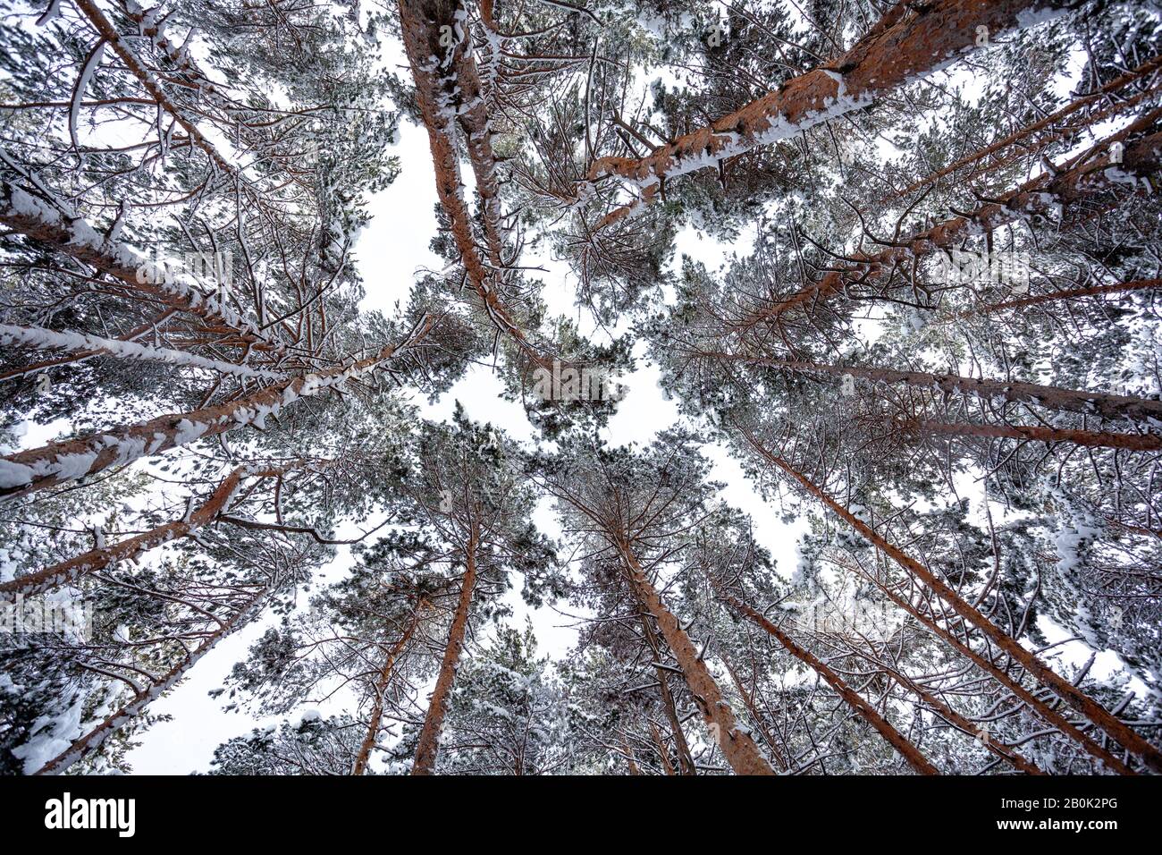 Snow over the spruces and pines in Surami, view from below Stock Photo ...