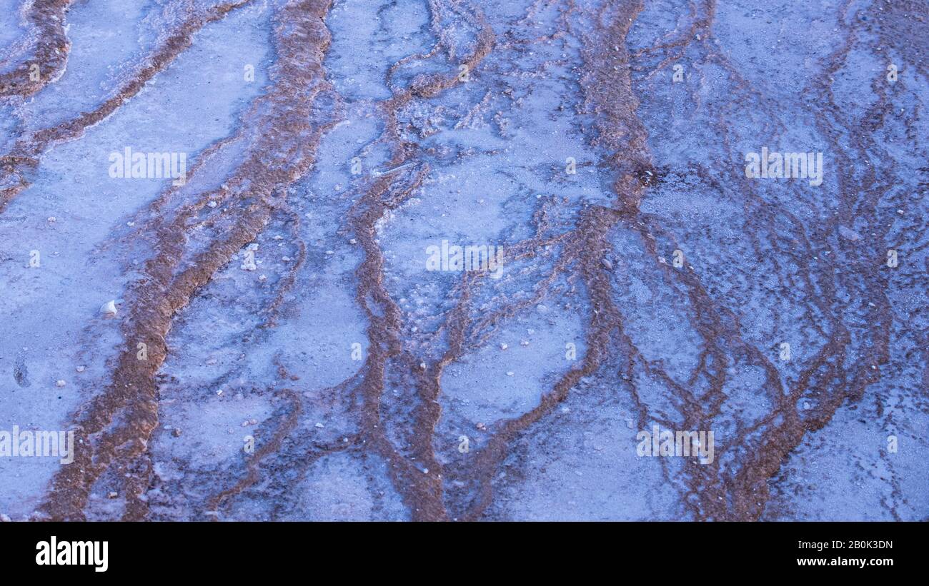 Microorganisms living in the and on the wet flat textured rocky surface ...