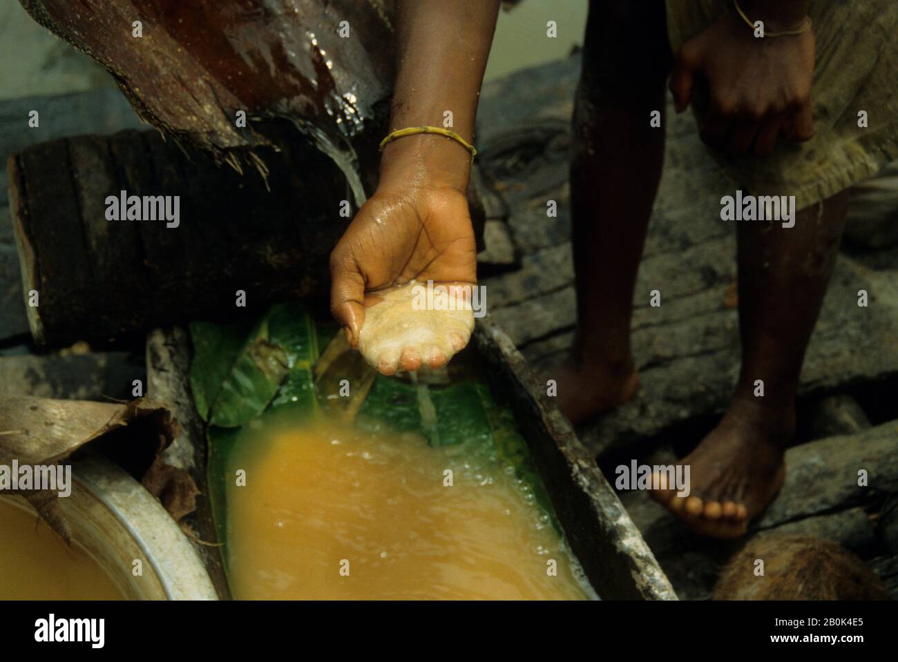 Sago palm papua new guinea hi-res stock photography and images - Alamy