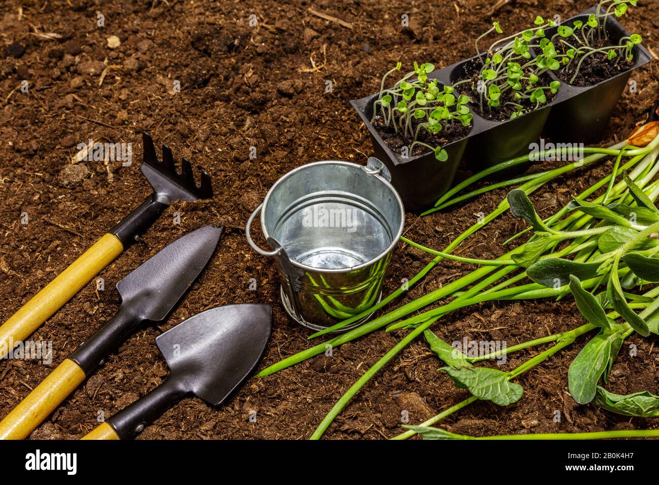 Green seedlings and garden tools on soil background. Ready for planting ...