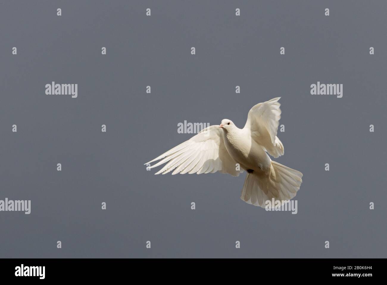 Sacred white dove flies hi-res stock photography and images - Alamy