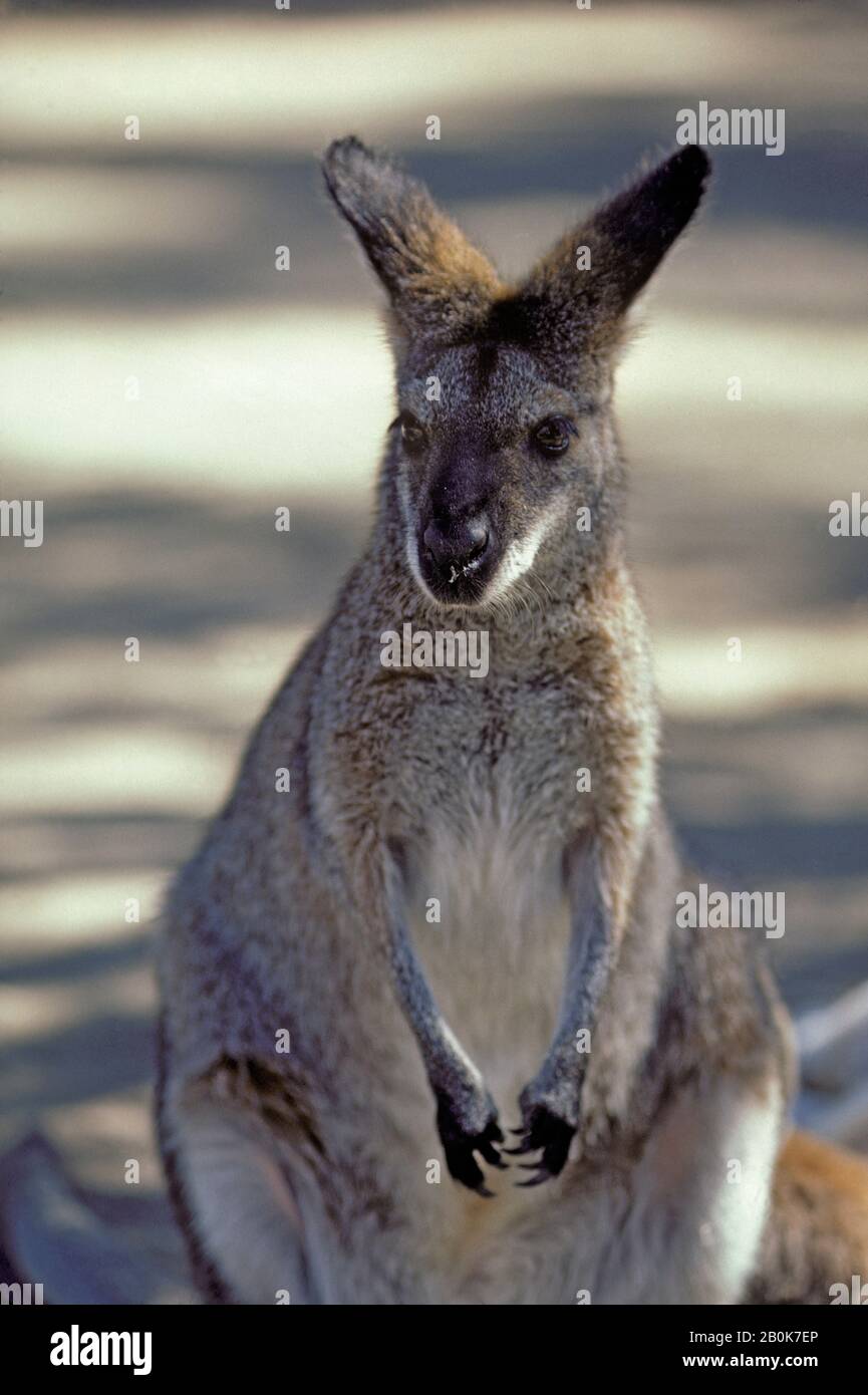 Kangaroo wildlife hi-res stock photography and images - Alamy