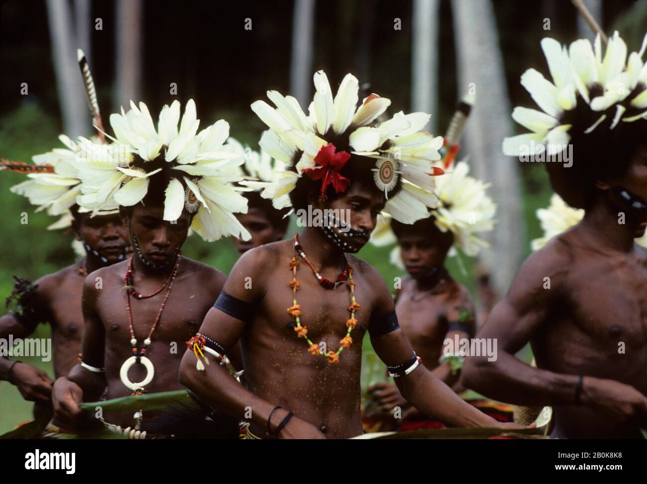Tribal tribesman tribesmen man men papua new guinea png hi-res stock ...