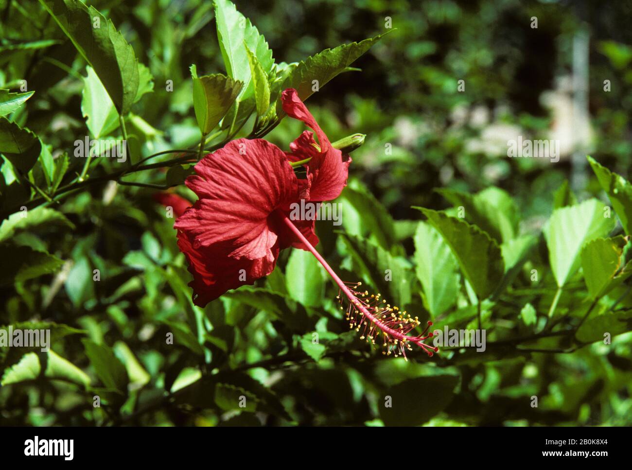 SOLOMON ISLANDS, TREASURY ISLAND, FALAMAI VILLAGE, GARDEN, RED HIBISCUS ...