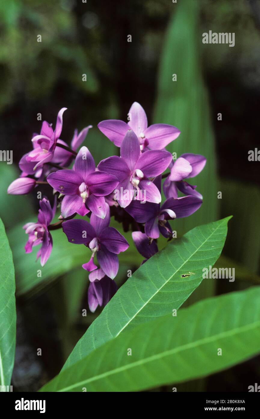 SOLOMON ISLANDS, STIRLING ISLAND, TREASURY ISLAND GROUP, WIND ORCHID ...