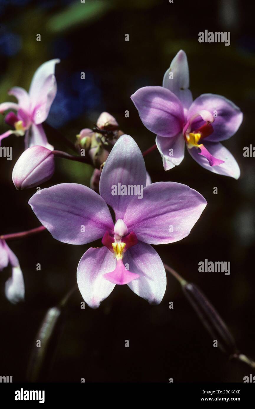SOLOMON ISLANDS, STIRLING ISLAND, TREASURY ISLAND GROUP, WIND ORCHID ...