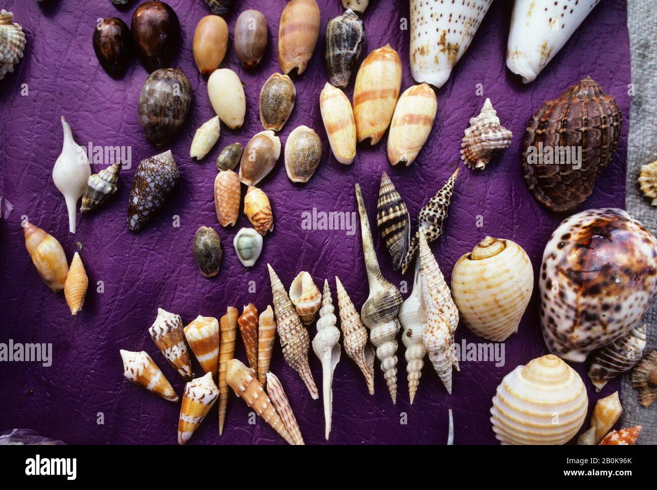 PAPUA NEW GUINEA, RABAUL, NEW BRITAIN ISLAND, LOCAL MARKET SCENE ...