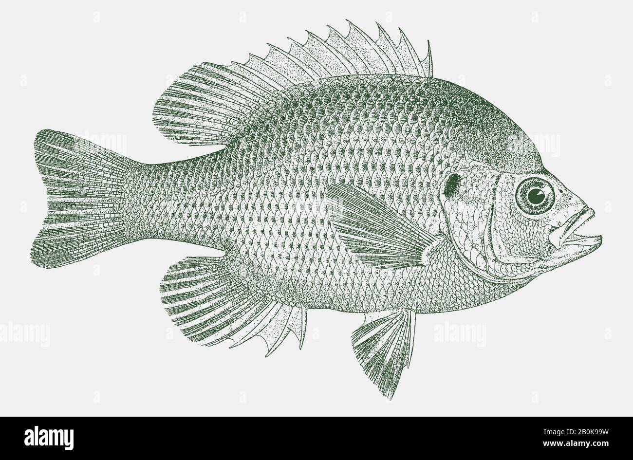Freshwater Sunfish