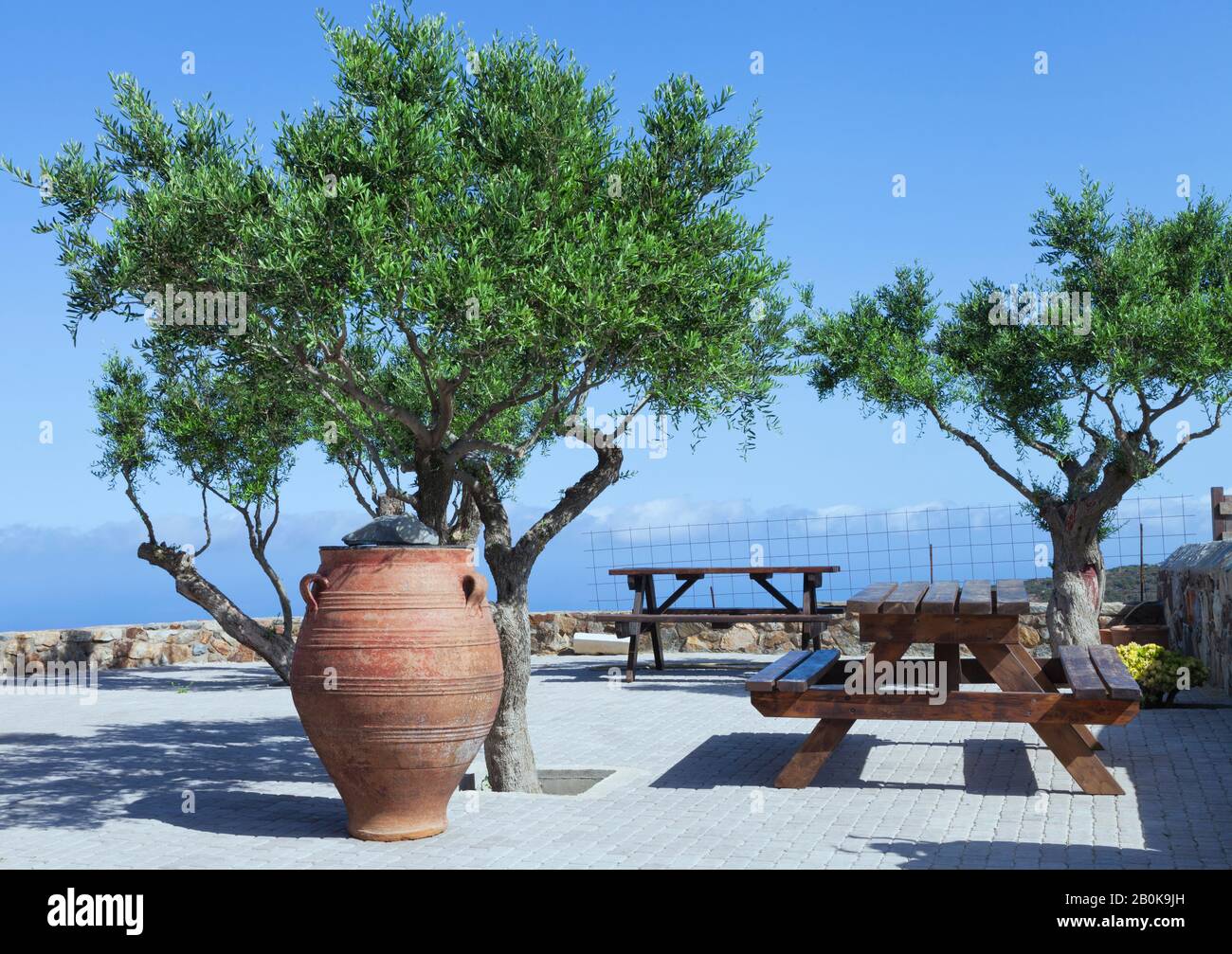Wooden bench tables between old mature olive trees, decorative clay pot ...