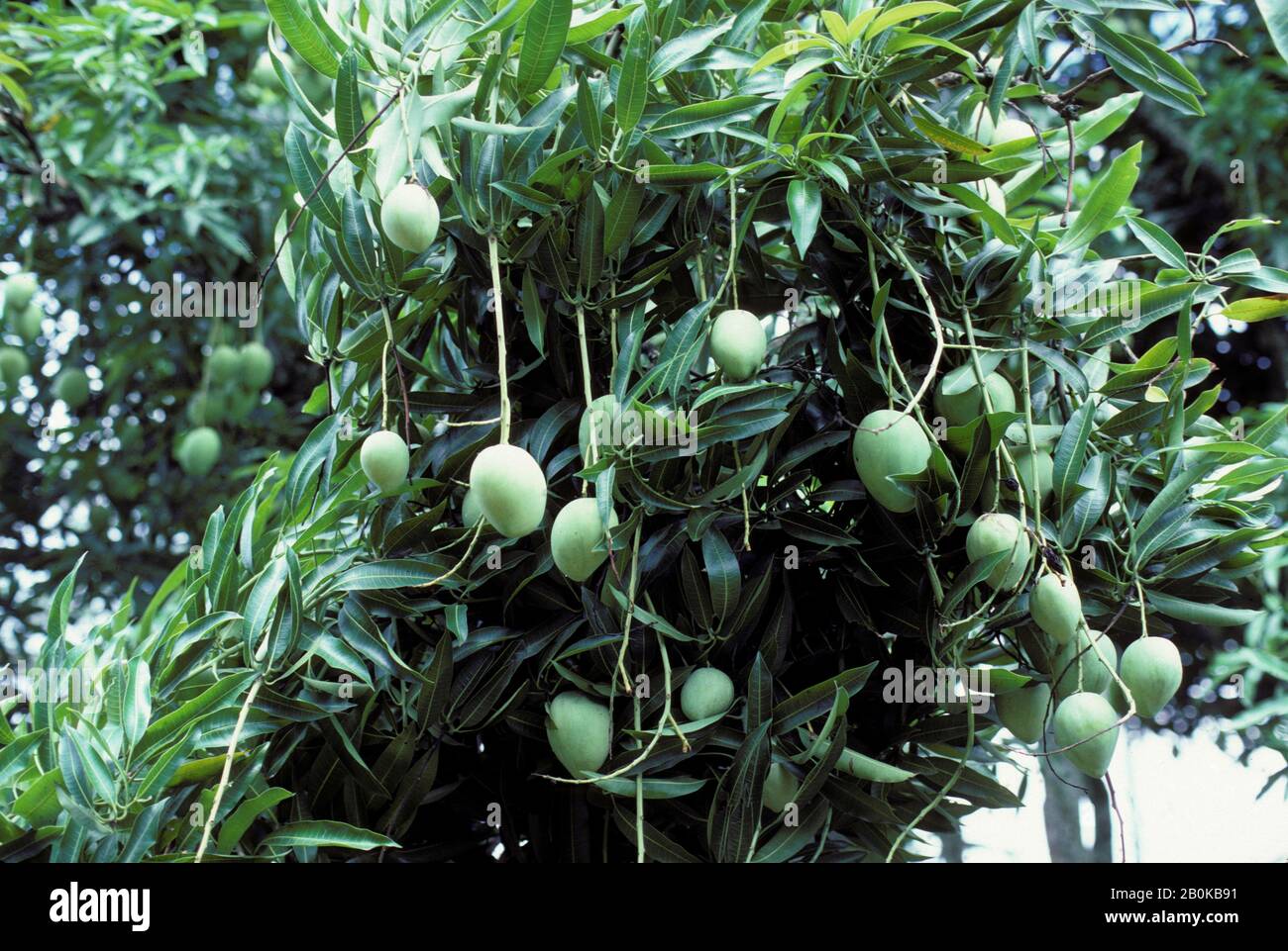 MARQUESAS,FRENCH POLYNESIA NUKU HIVA ISLAND, TAIOHAE BAY, VILLAGE ...