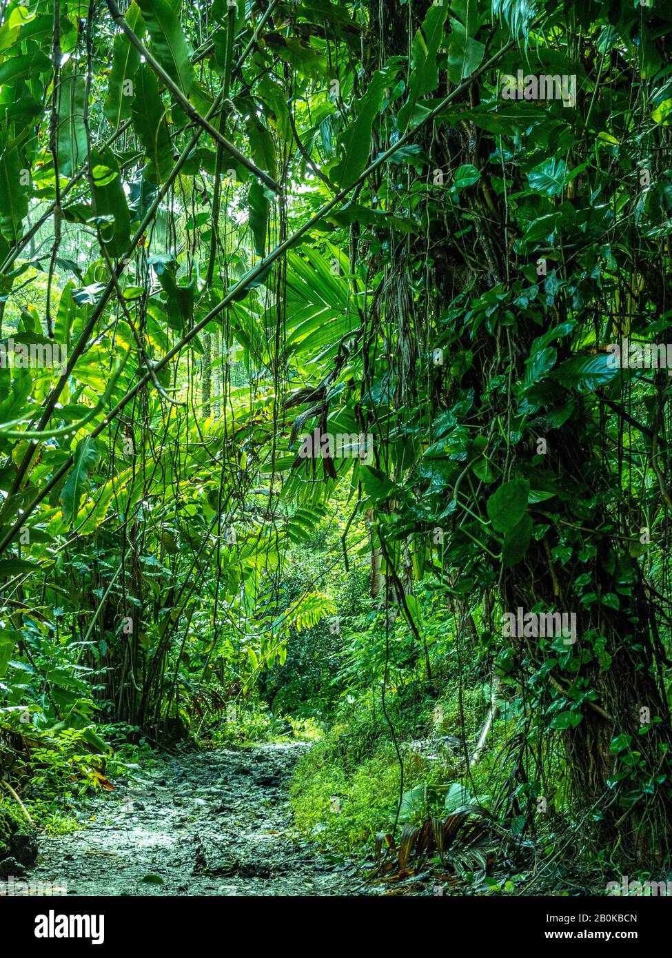 Rainforest lush humid woods hi-res stock photography and images - Alamy