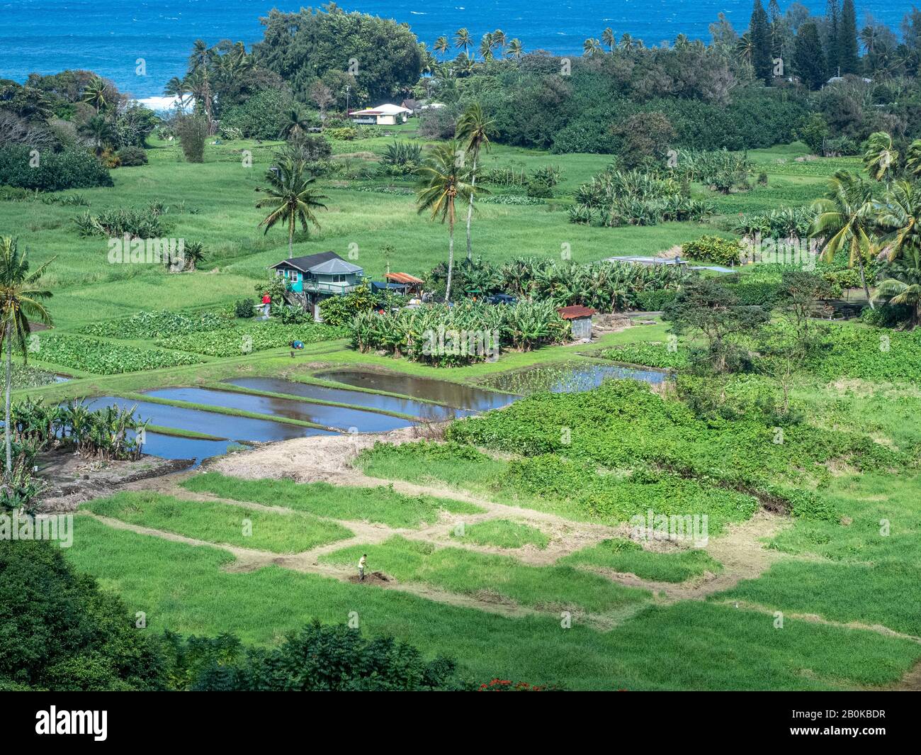 Taro plantation hi-res stock photography and images - Alamy