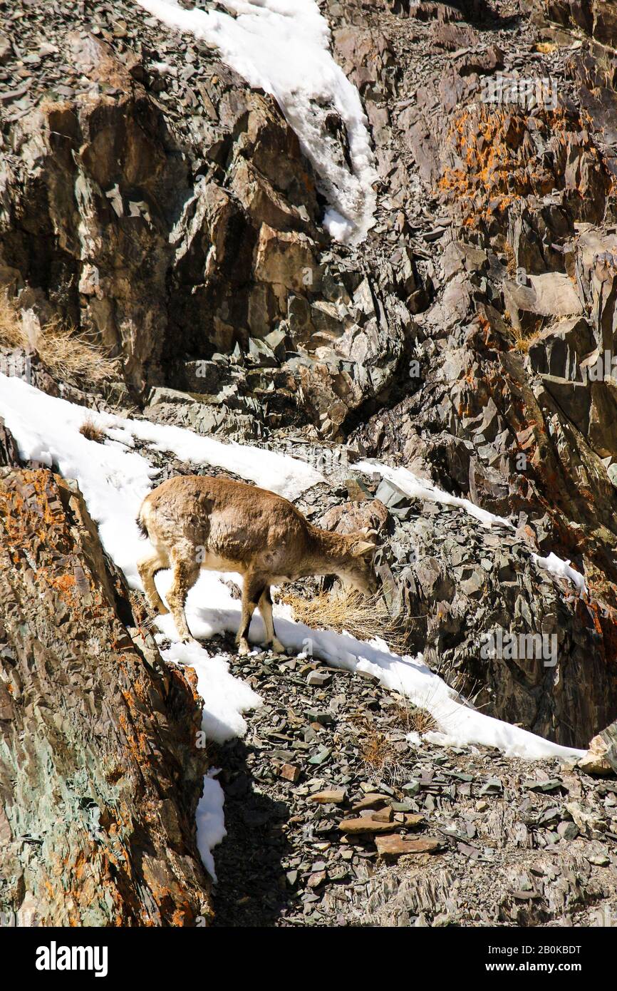 Himalayan blue sheep, naur (Pseudois nayaur), Hemis National Park ...