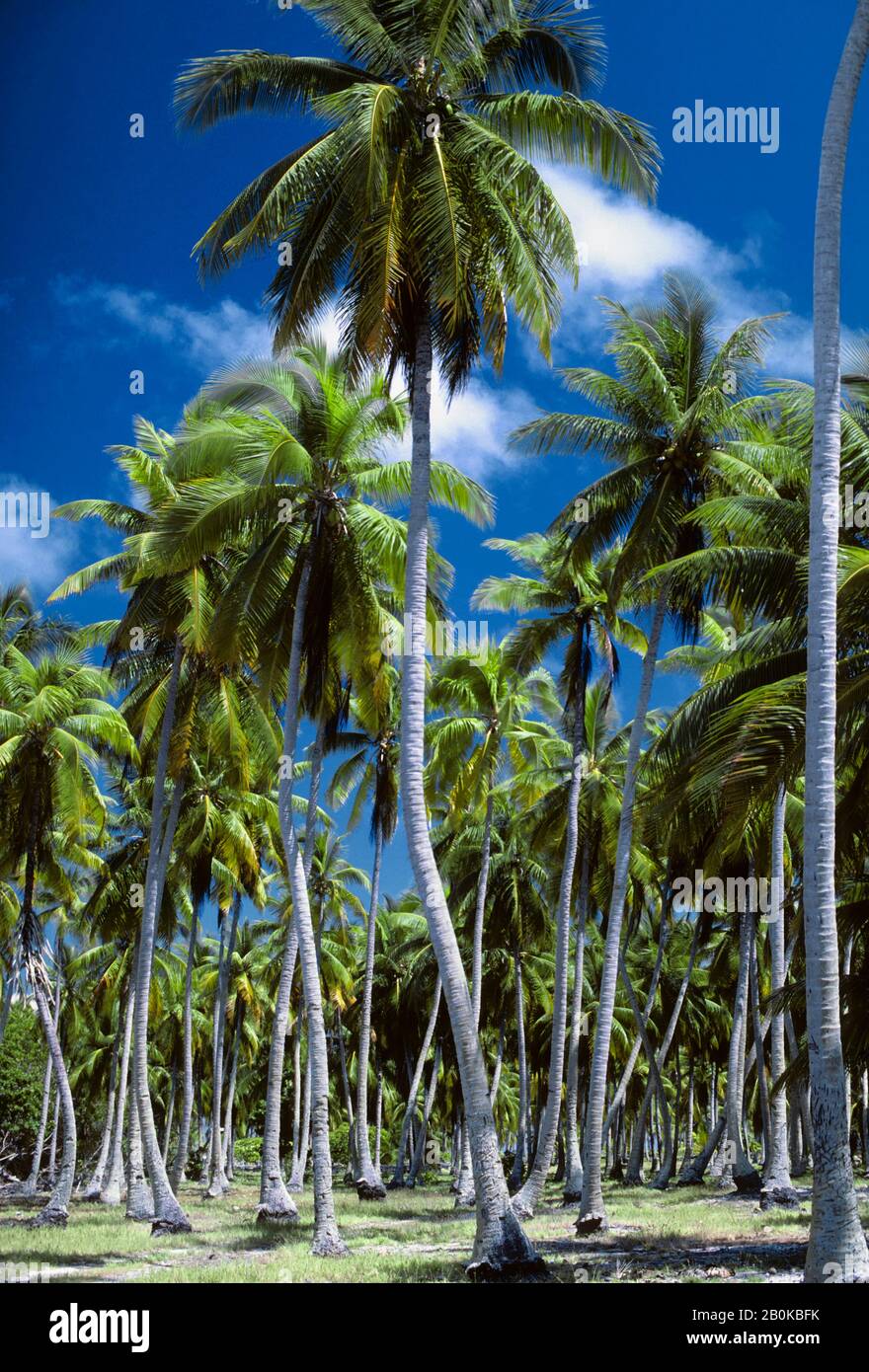 FRENCH POLYNESIA,TUAMOTUS, NAPUKA ISLAND, ATOLL, COCONUT PALM TREES ...