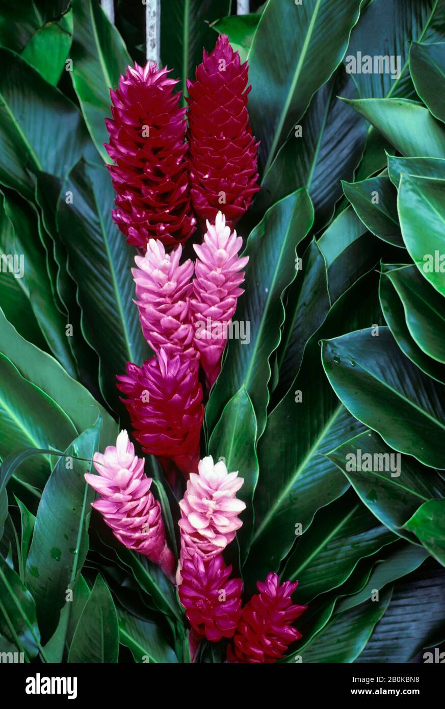 Papeete tahiti french polynesia oceania hi-res stock photography and ...