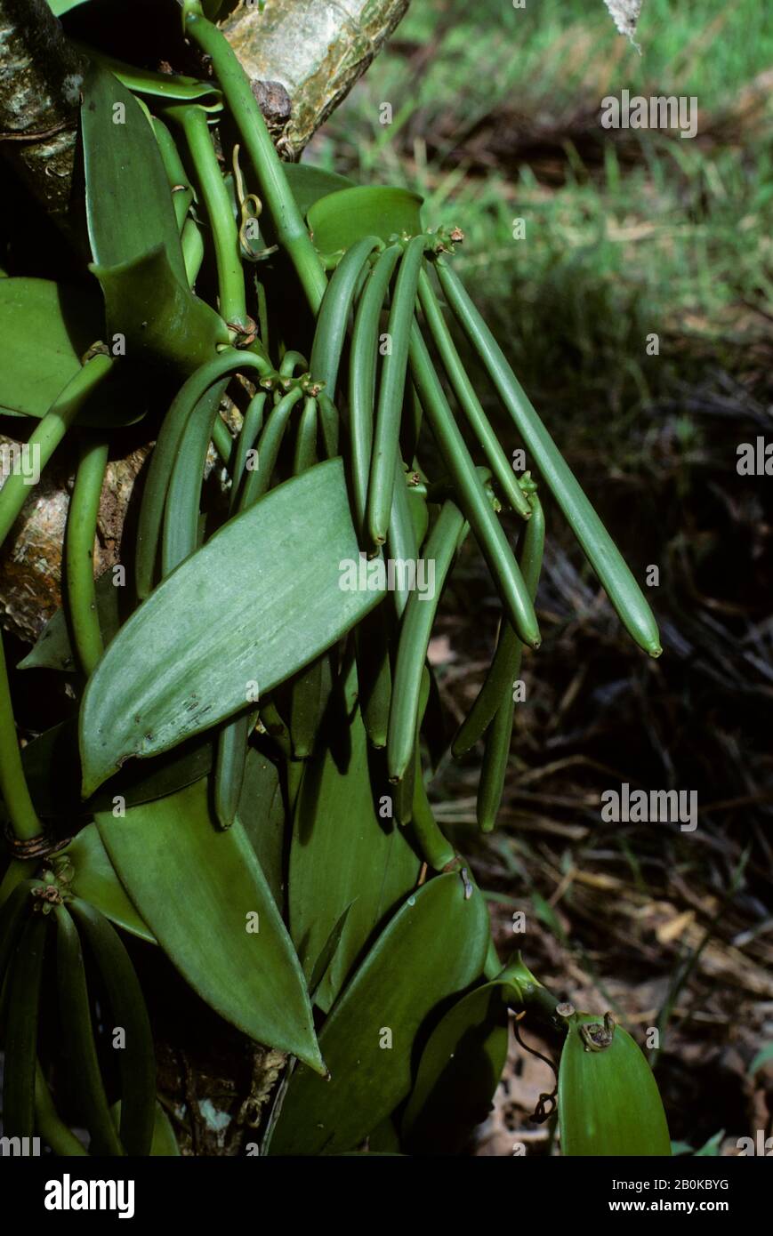 Tongan plantation hi-res stock photography and images - Alamy