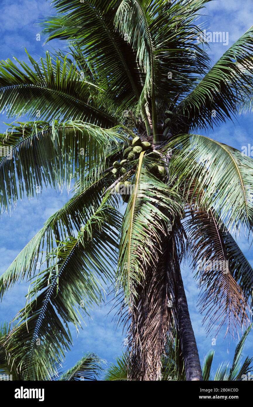 TONGA ISLANDS, KOTU ISLAND COCONUT PALM TREES Stock Photo - Alamy