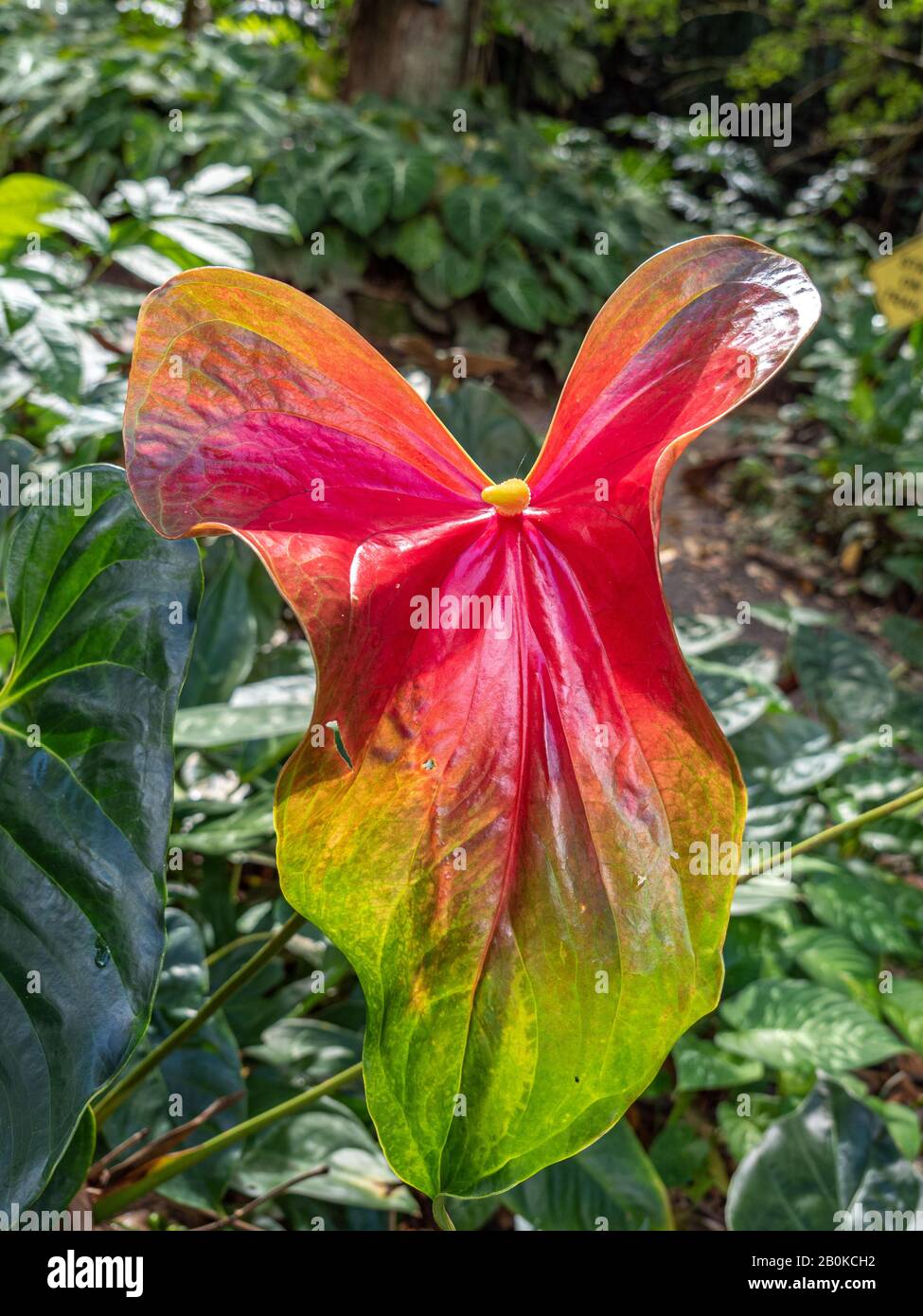 Anthurium flower hawaii floral hi-res stock photography and images - Alamy