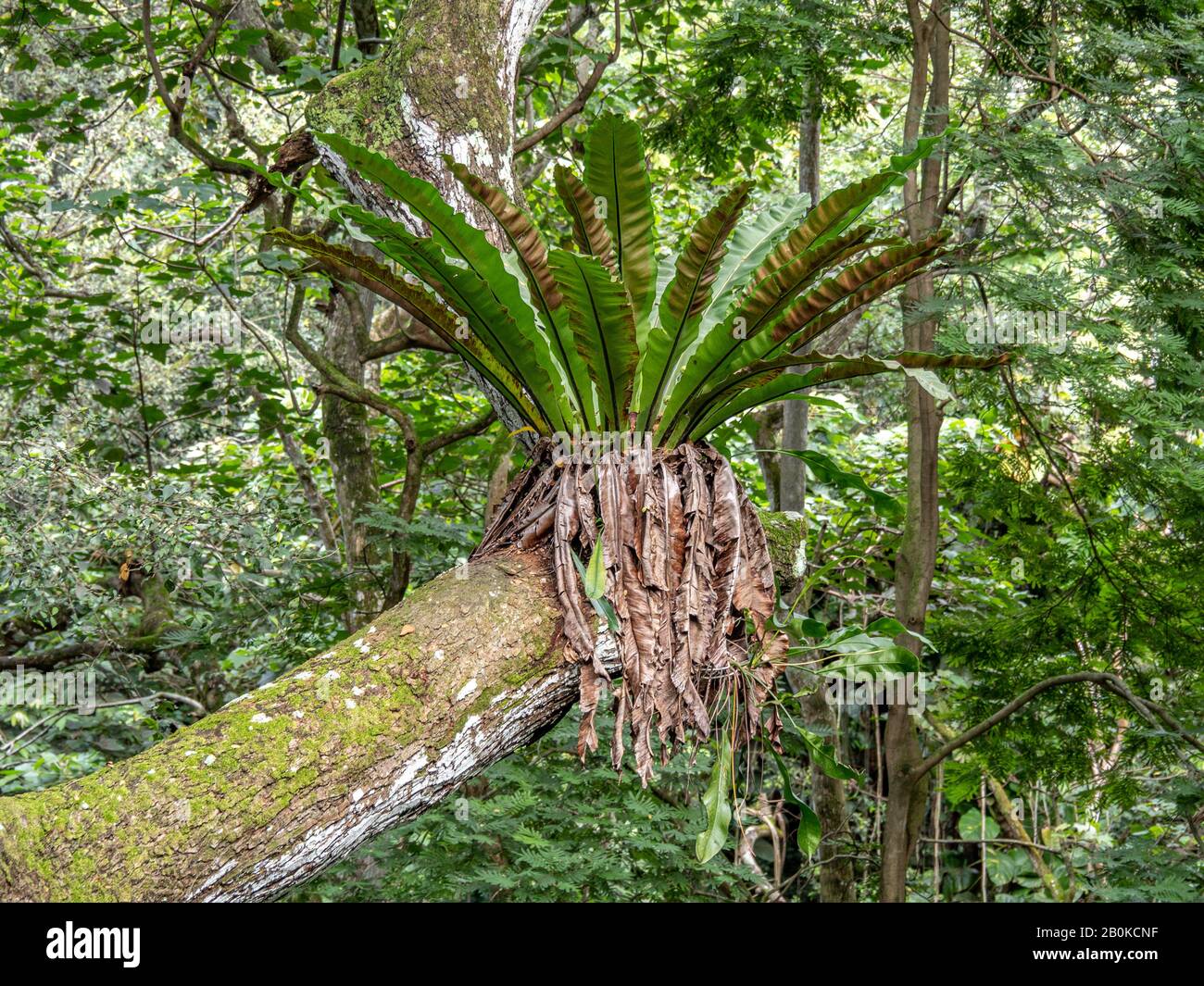 Birds nest fern growing on the branch of a tree Stock Photo - Alamy