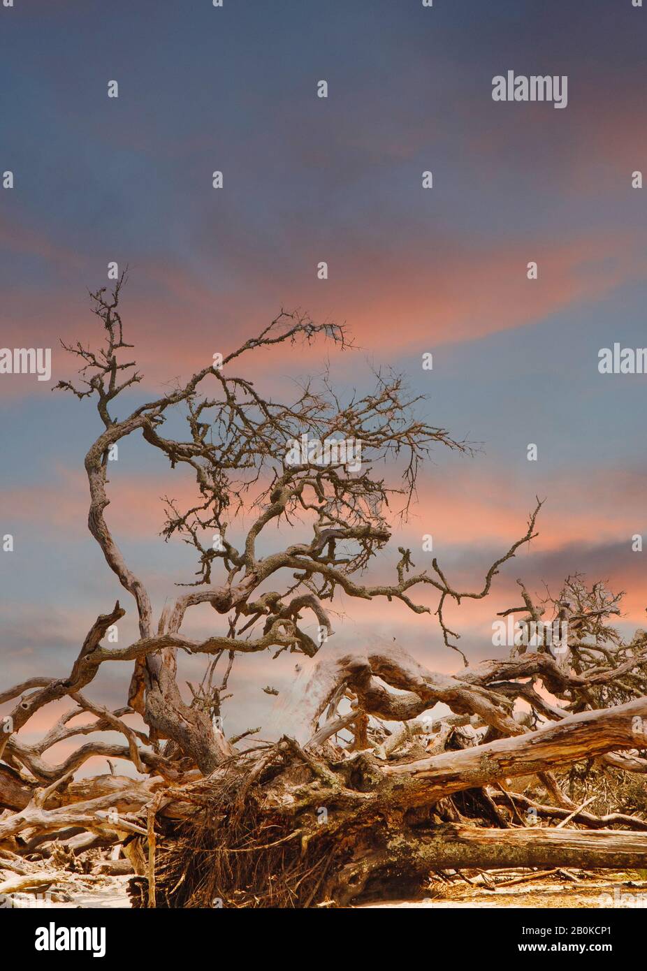 Dead log on beach hi-res stock photography and images - Alamy