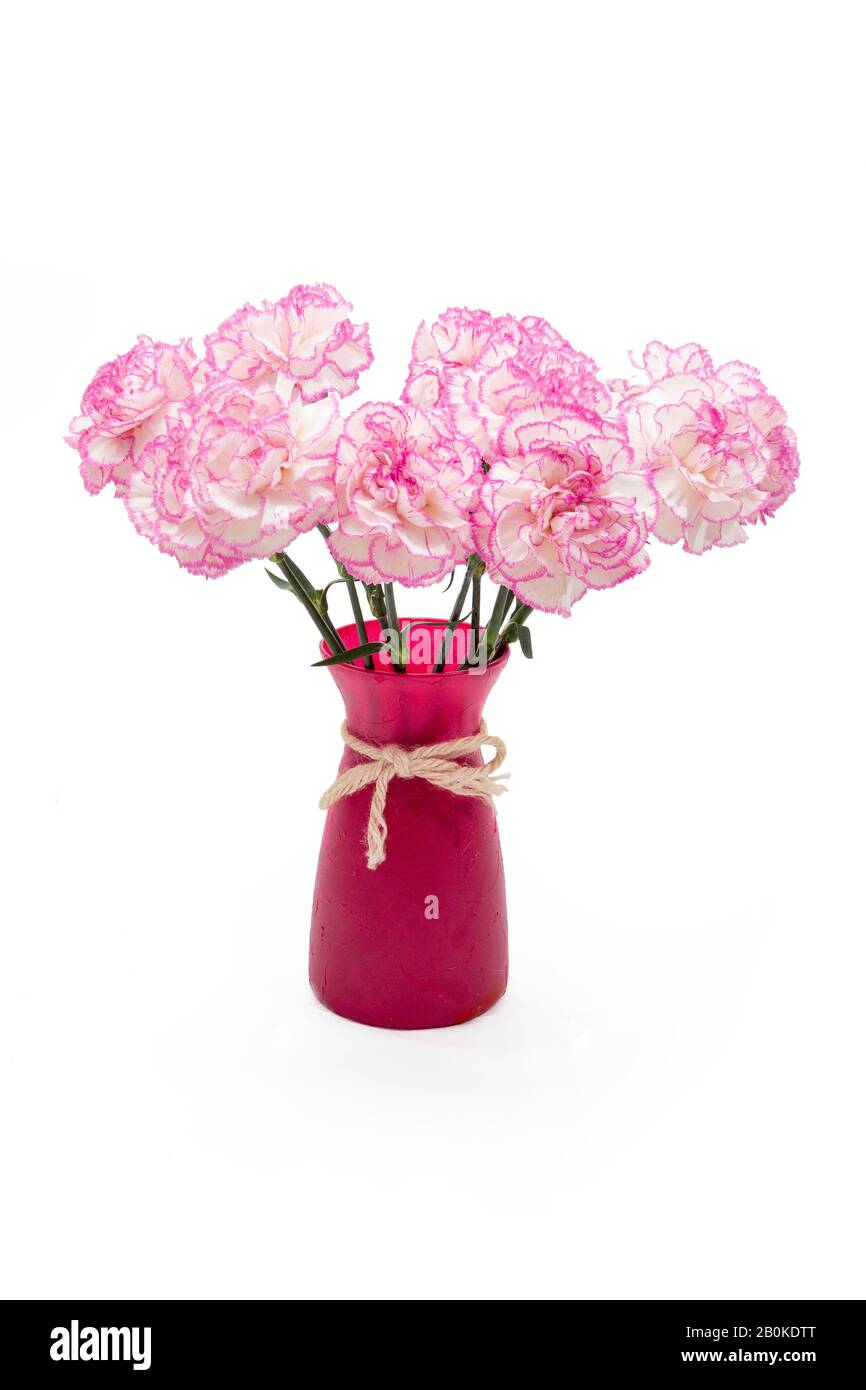 small bouquet of pink carnations in a bright pink vase Stock Photo - Alamy