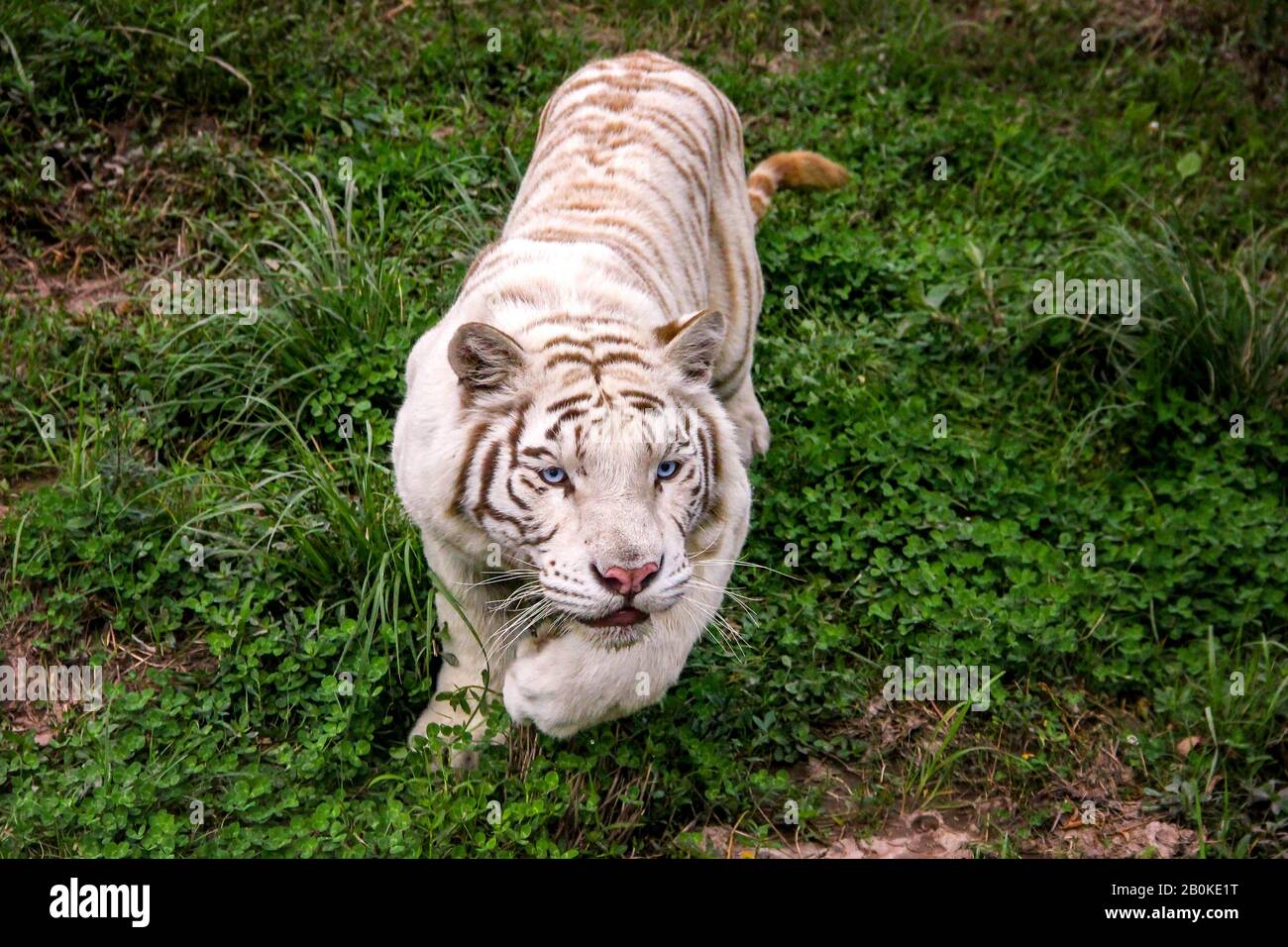 Tiger Attacking Prey