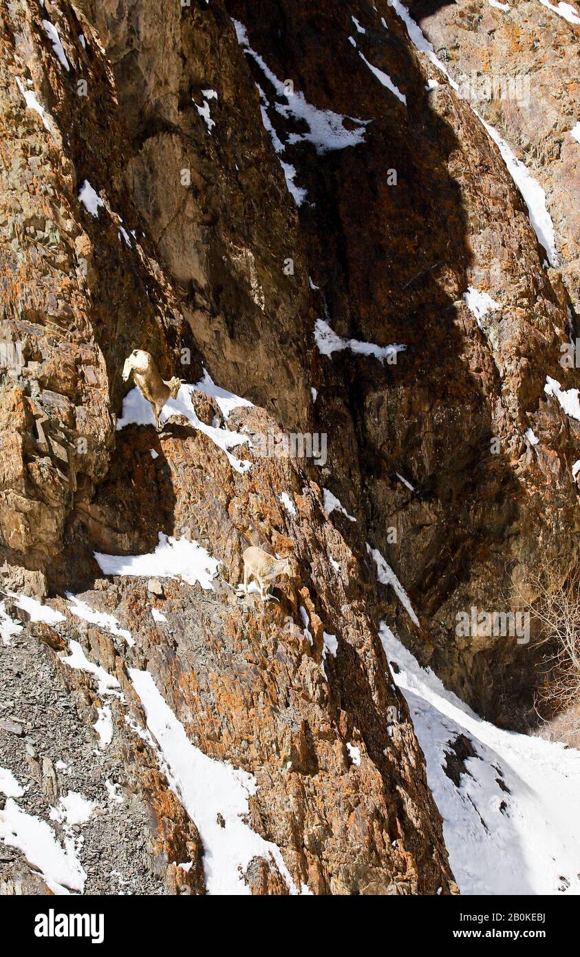 Himalayan blue sheep, naur (Pseudois nayaur), Hemis National Park ...