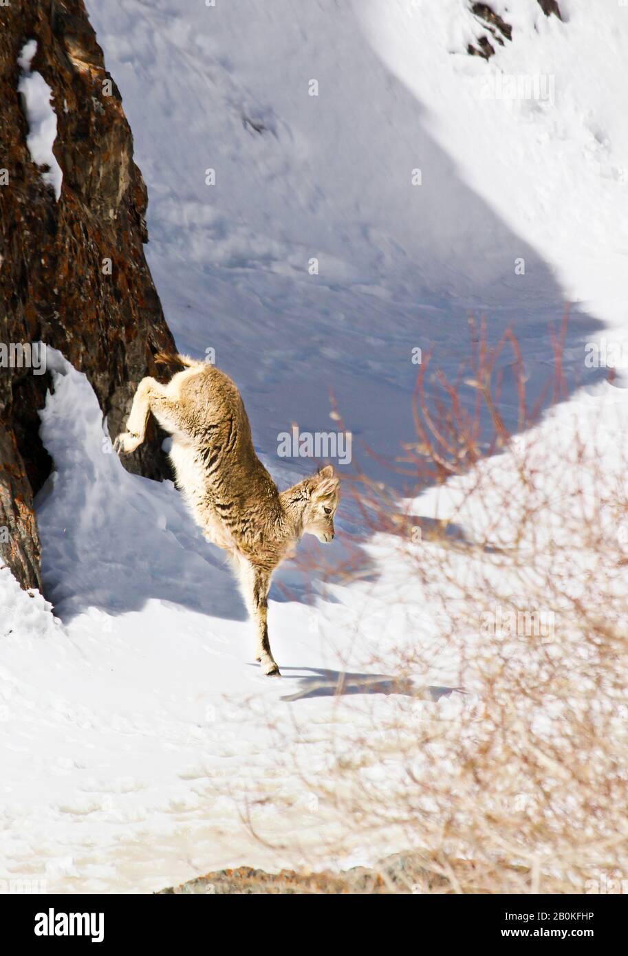 Himalayan blue sheep, naur (Pseudois nayaur), Hemis National Park ...