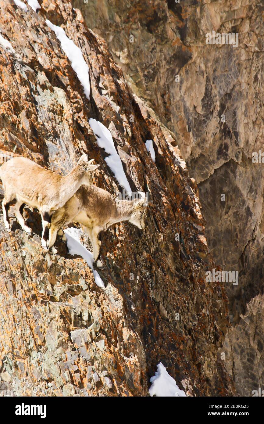 Himalayan blue sheep, naur (Pseudois nayaur), Hemis National Park ...