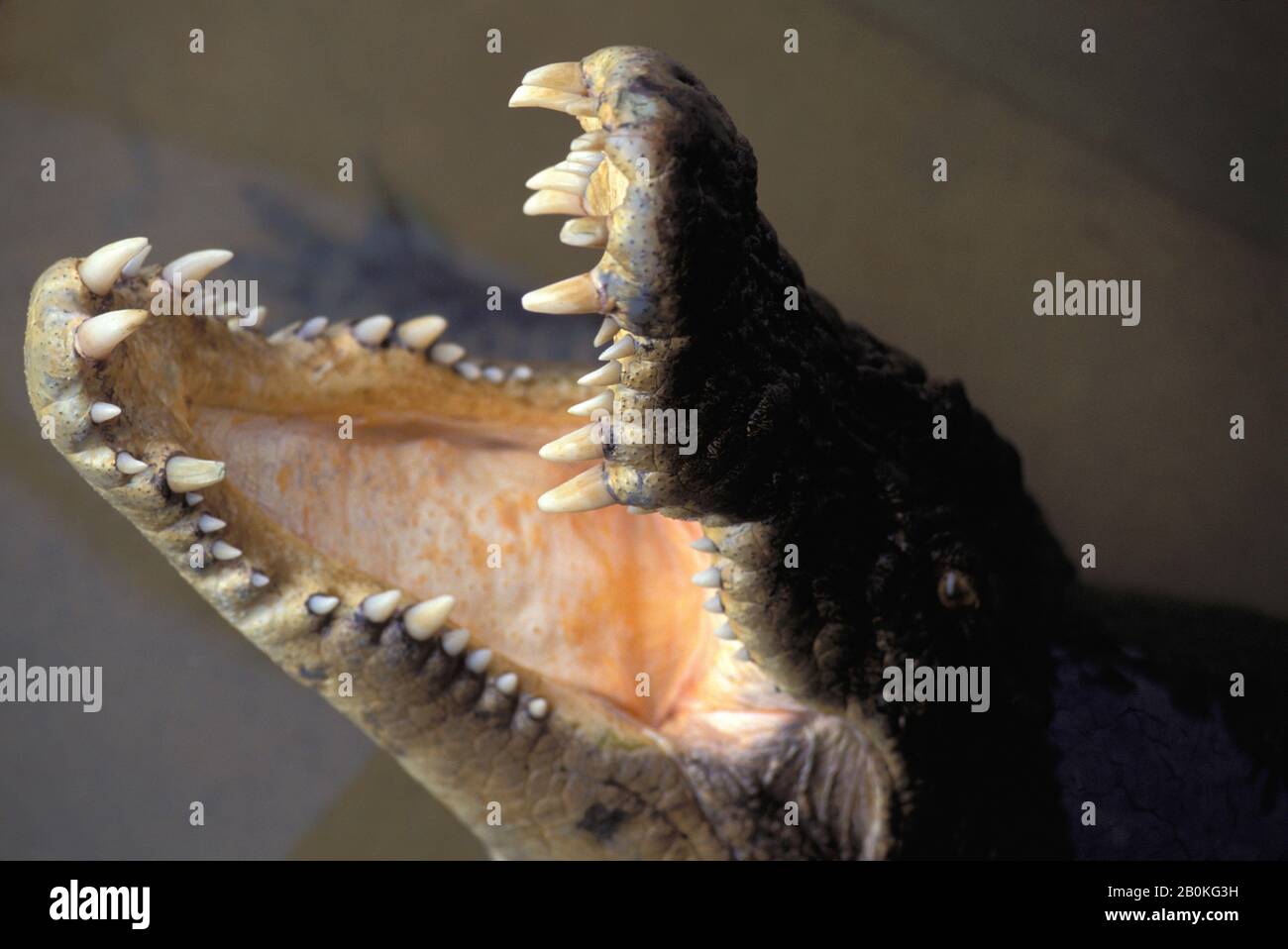 AUSTRALIA, DARWIN, CROCODYLUS PARK (RESEARCH CENTER) SALTWATER ...