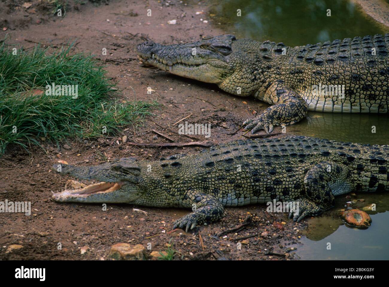 AUSTRALIA, DARWIN, CROCODYLUS PARK (MUSEUM & RESEARCH CENTER ...