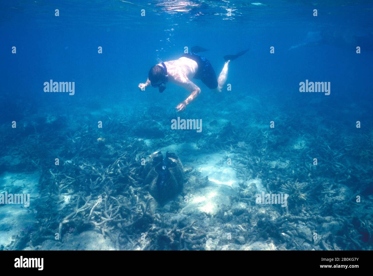 AUSTRALIA, QUEENSLAND, GREAT BARRIER REEF, LIZARD ISLAND, REEF, GIANT ...