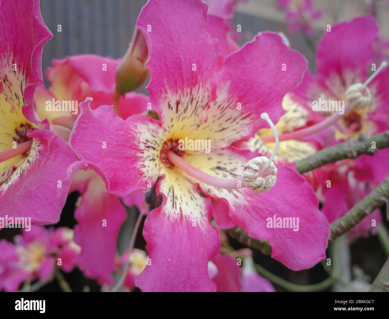 Orquideas botanical garden hi-res stock photography and images - Alamy