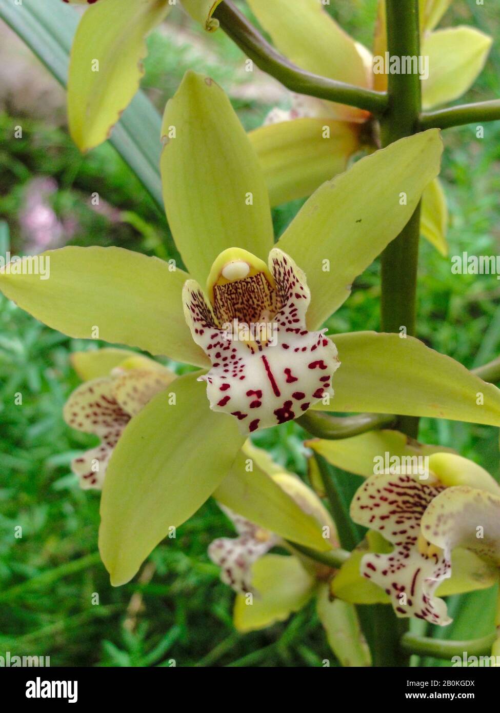 natural orchid, close-up, vivid colors Stock Photo - Alamy