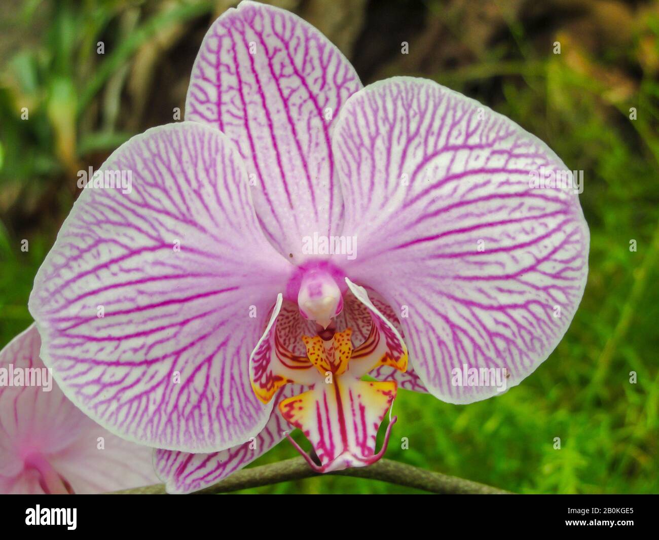 Colombia orchids hi-res stock photography and images - Alamy