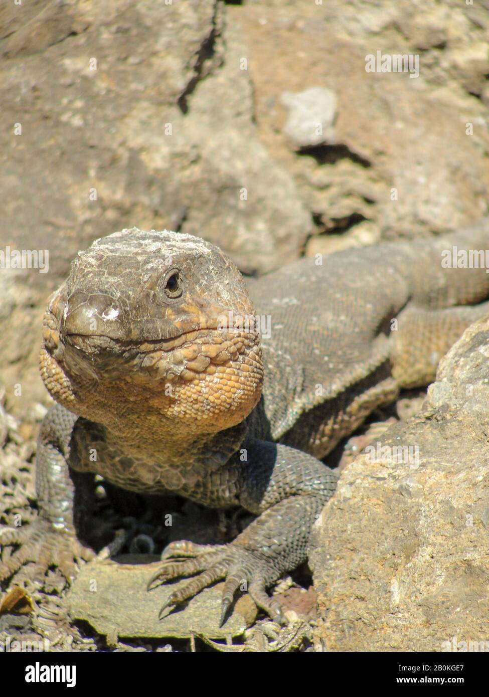 Gran canaria giant lizards hi-res stock photography and images - Alamy