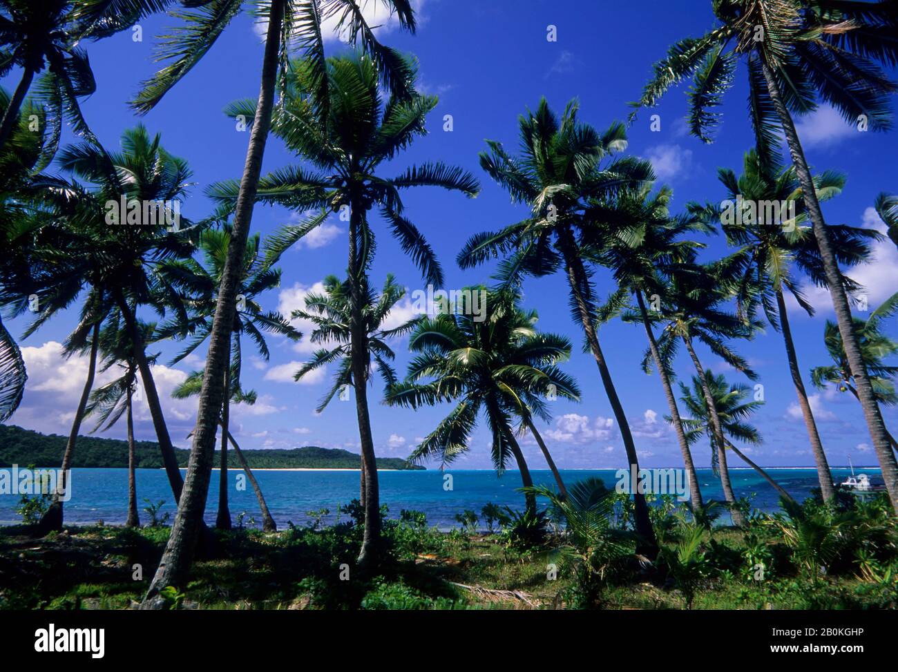 FIJI, LAU GROUP, FULANGA ISLAND, COCONUT PALM TREES ON BEACH Stock ...