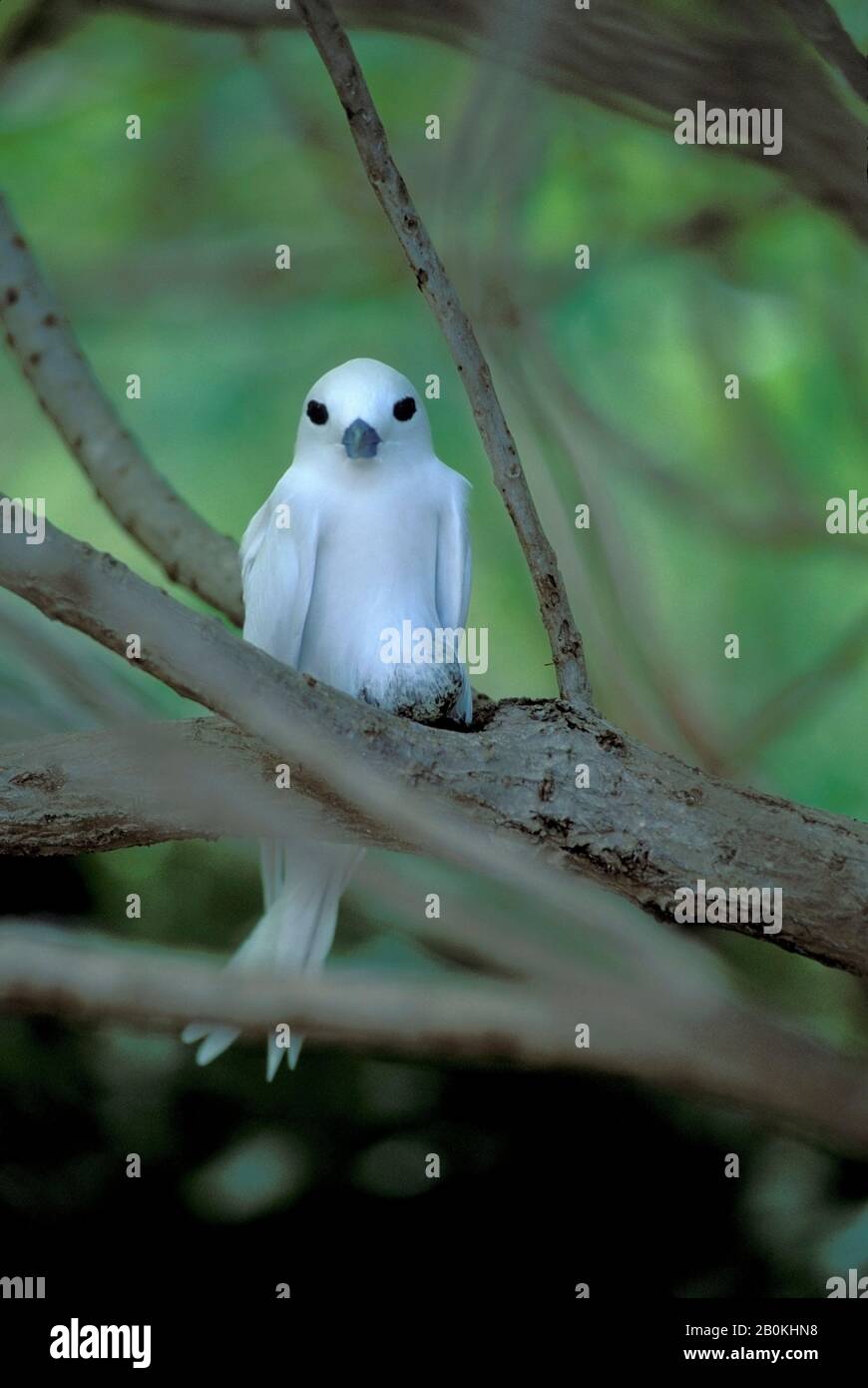 Mopelia island hi-res stock photography and images - Alamy