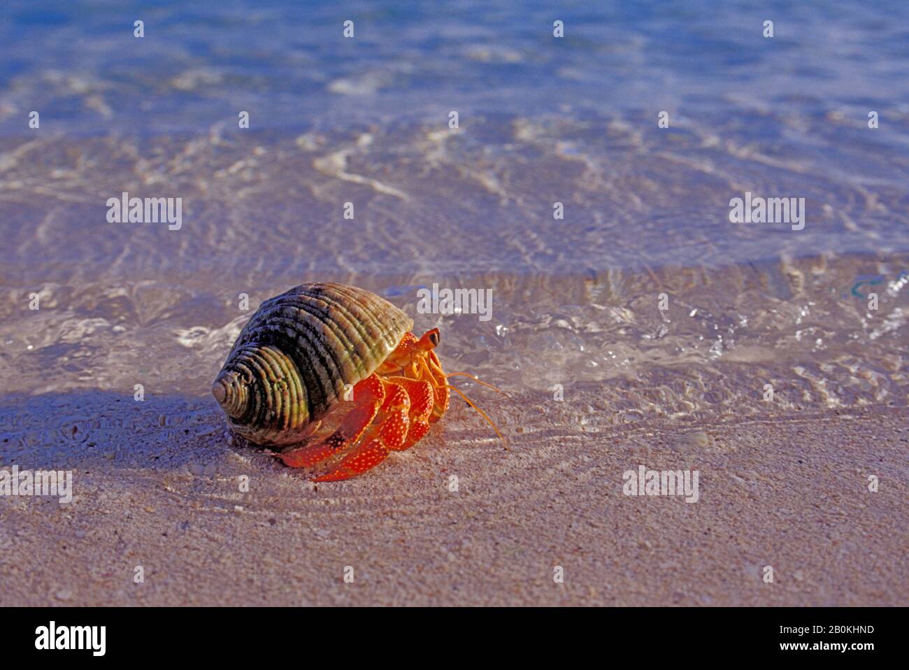 FRENCH POLYNESIA, SOCIETY ISLANDS, MOPELIA ISLAND, HERMIT CRAB ON BEACH ...
