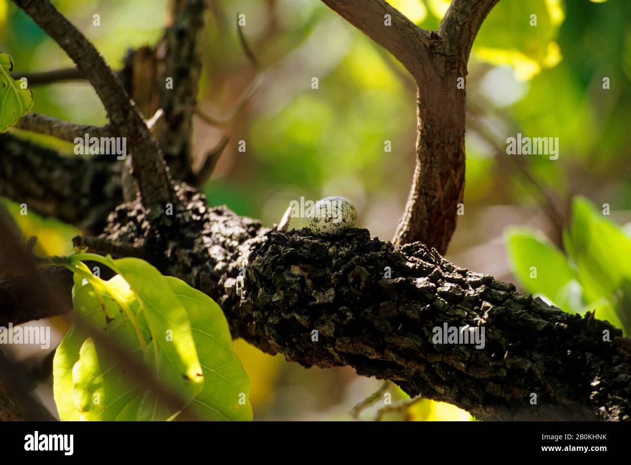 FRENCH POLYNESIA, SOCIETY ISLANDS, MOPELIA ISLAND, FAIRY TERN (WHITE ...