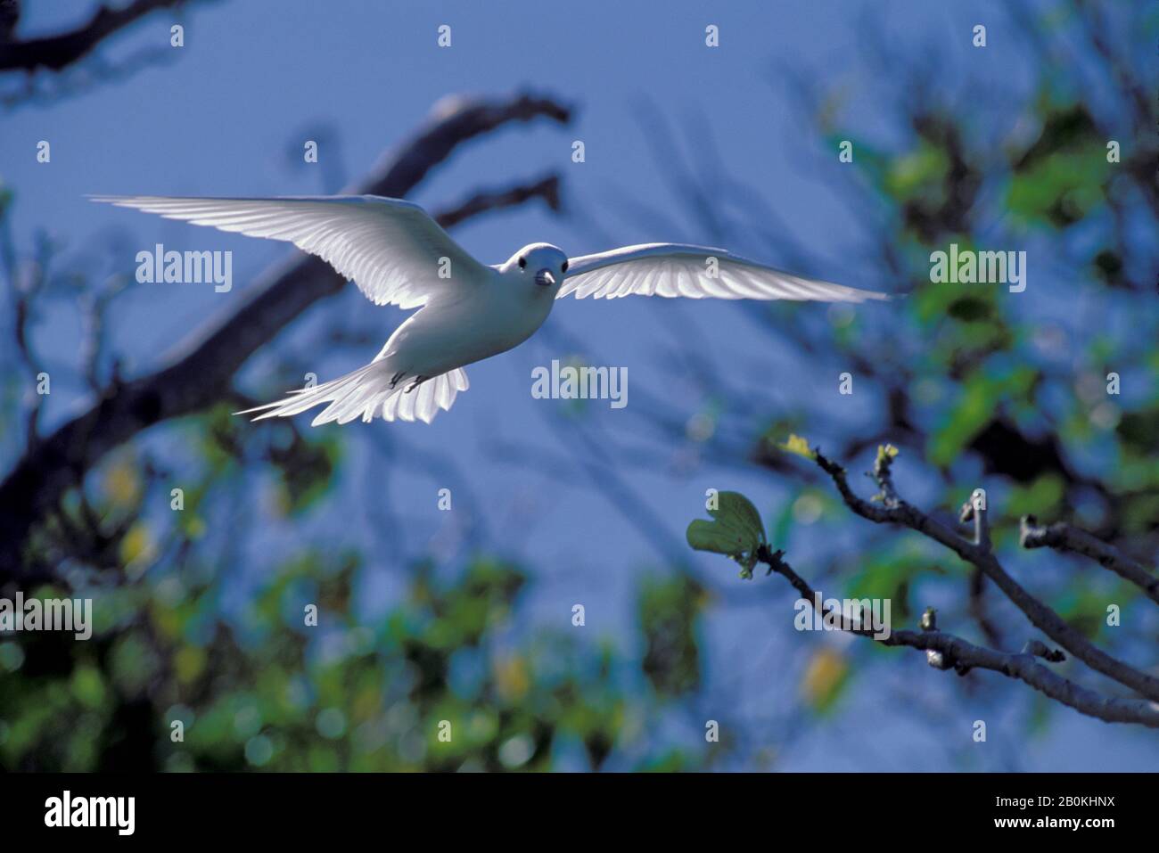 FRENCH POLYNESIA, SOCIETY ISLANDS, MOPELIA ISLAND, FAIRY TERN IN FLIGHT ...